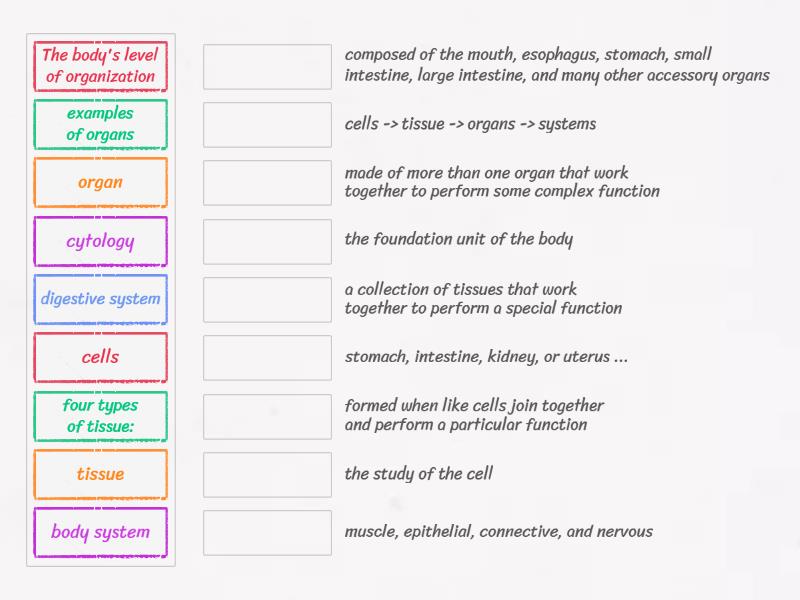 4.01 Body System Organization (Medical Terminology) - Match up