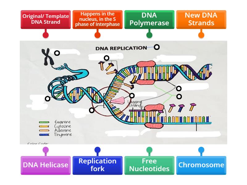 12 Bio - DNA Replication Diagram - Labelled diagram
