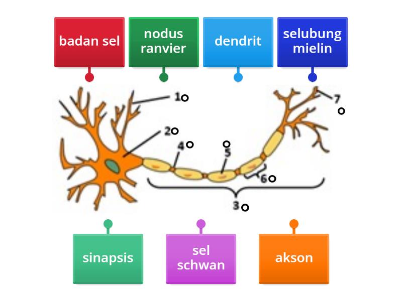 Neuron/ sel saraf - Labelled diagram