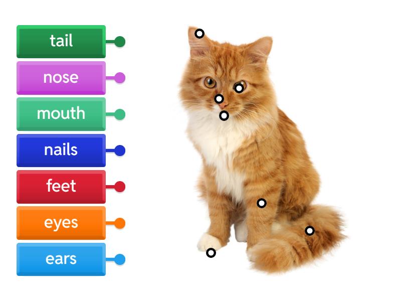 body cat - Labelled diagram