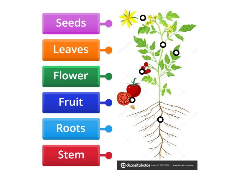 Parts of a Plant - Labelled diagram