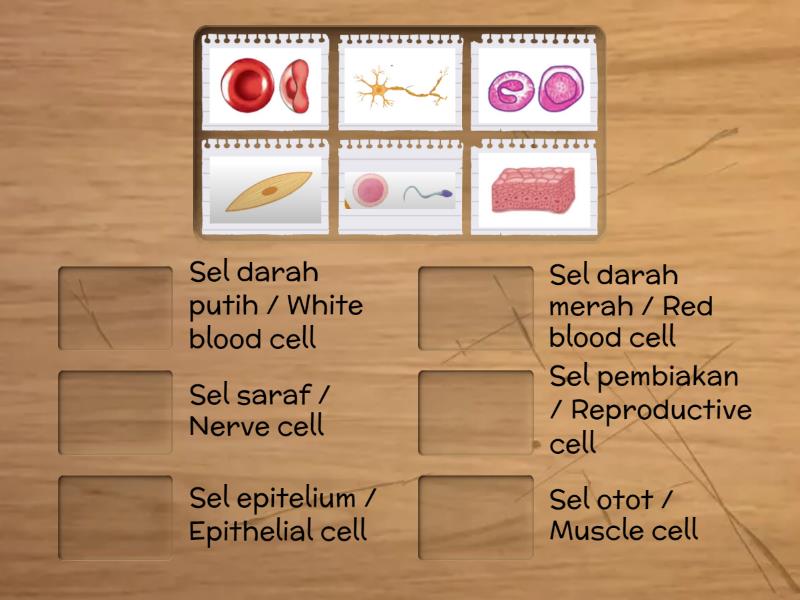 Jenis Sel Haiwan (Type of Animal Cells) - Padankan
