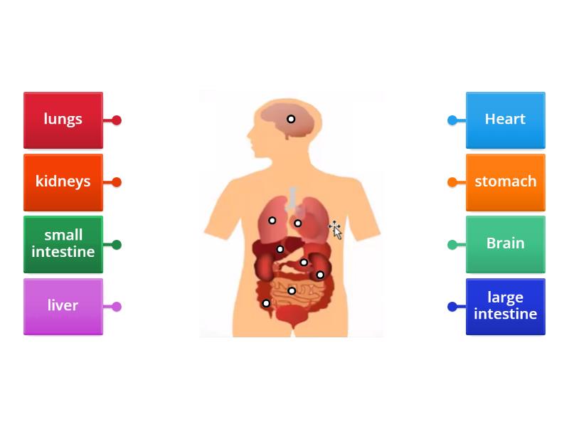 A2 Human body - main internal organs - Labelled diagram