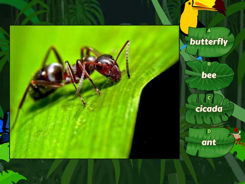 Insect Quiz