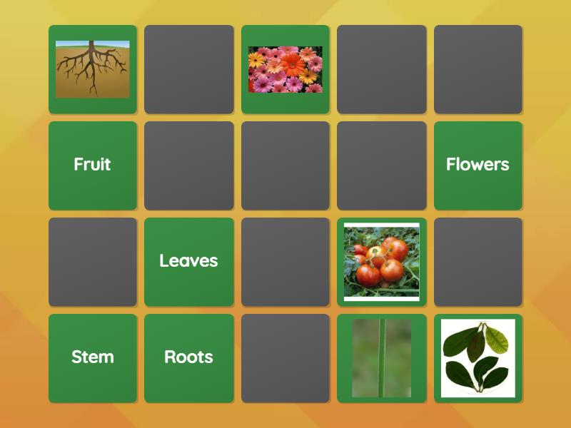 Parts of a plant - Memory game - Matching pairs