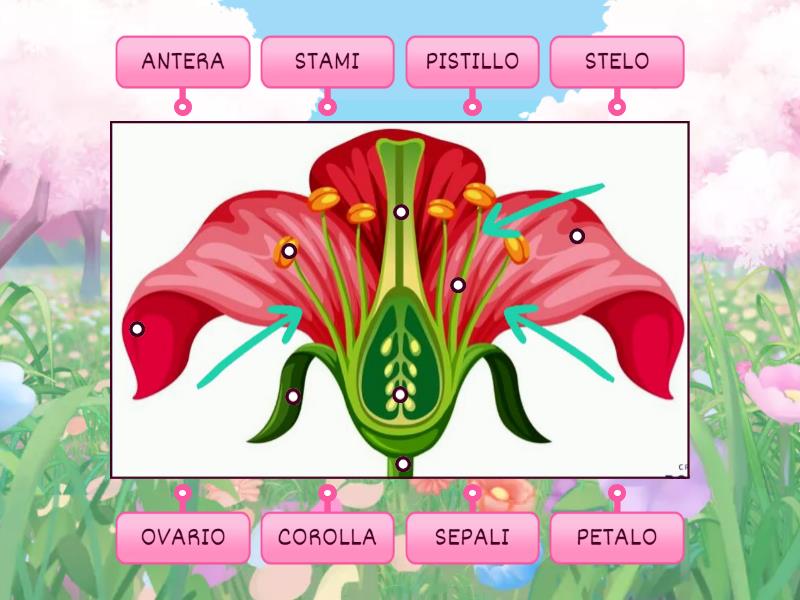 Le parti del fiore - Labelled diagram