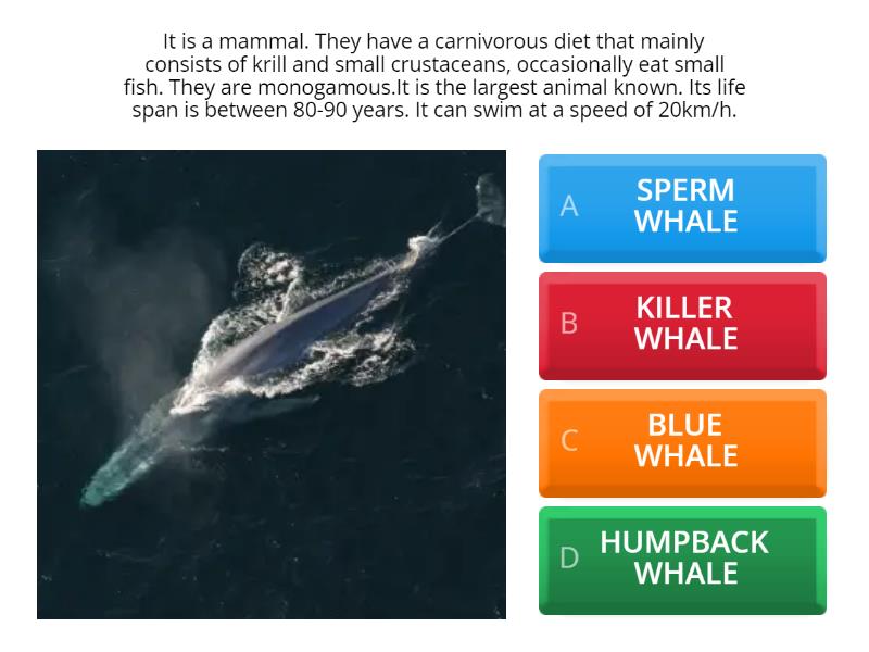 ANIMALS IN THE SEA - Quiz