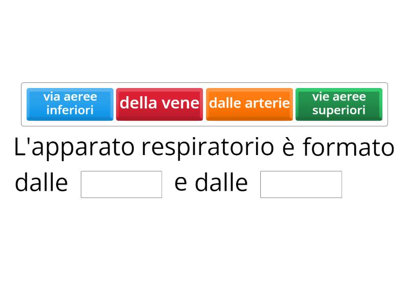 Verifica Scienze Motorie - Apparato respiratorio - Complete the sentence