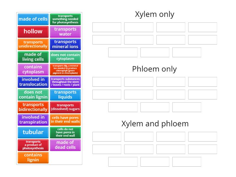 Xylem and phloem compared and contrasted - Group sort