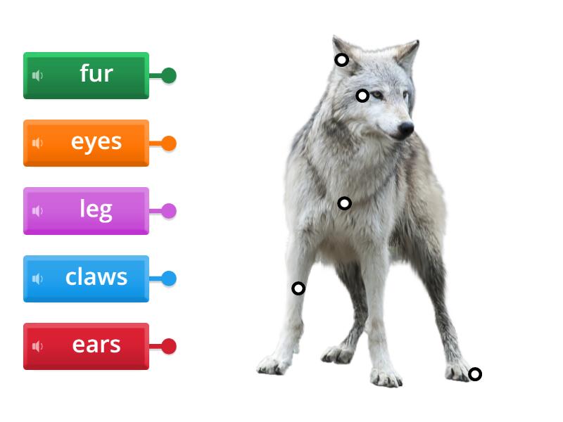 Parts of the body: the wolf - Labelled diagram