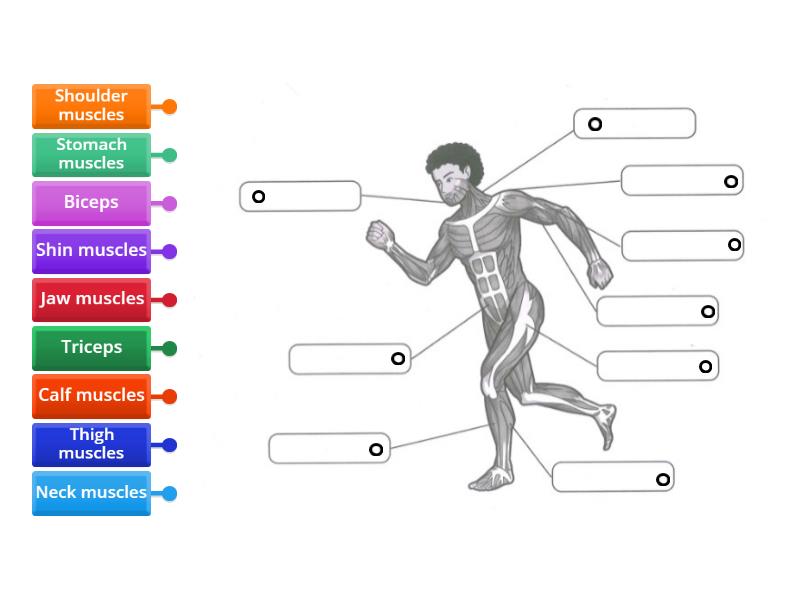 Label the Muscles - Labelled diagram