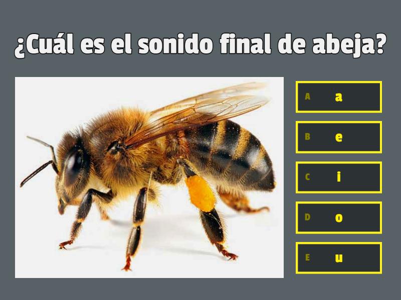 Sonido final - Quiz