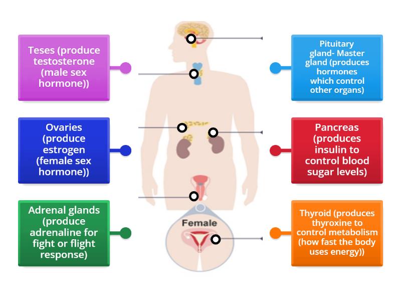 Endocrine System (gland locations)- MLA - Labelled diagram