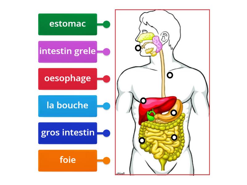 l'appareil digestif - Labelled diagram