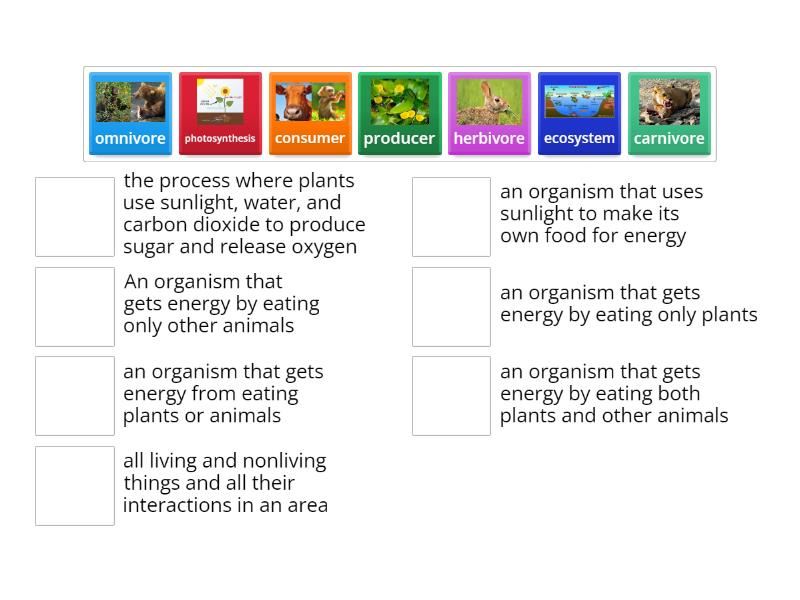 Producers, and Consumers Vocabulary - Match up