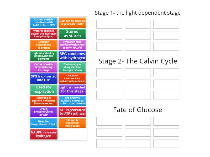 Braes High Biology Stages of Photosynthesis Card Sort - Group sort