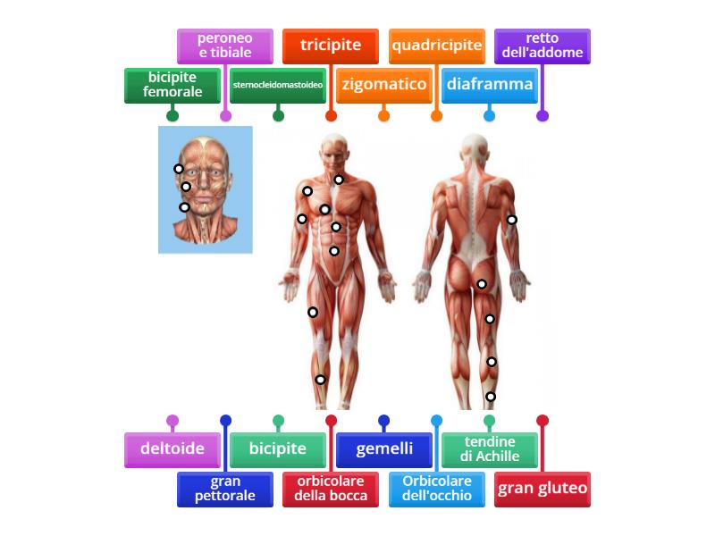 Apparato muscolare - Semplificato - Imagem com legenda