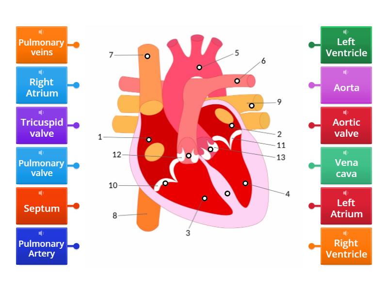 Heart - Labelled diagram