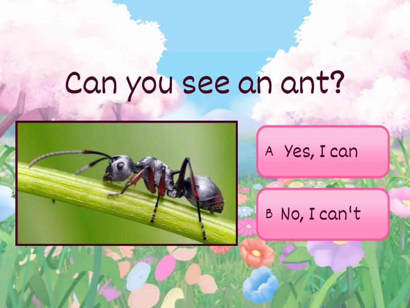 What can you see? - Quiz
