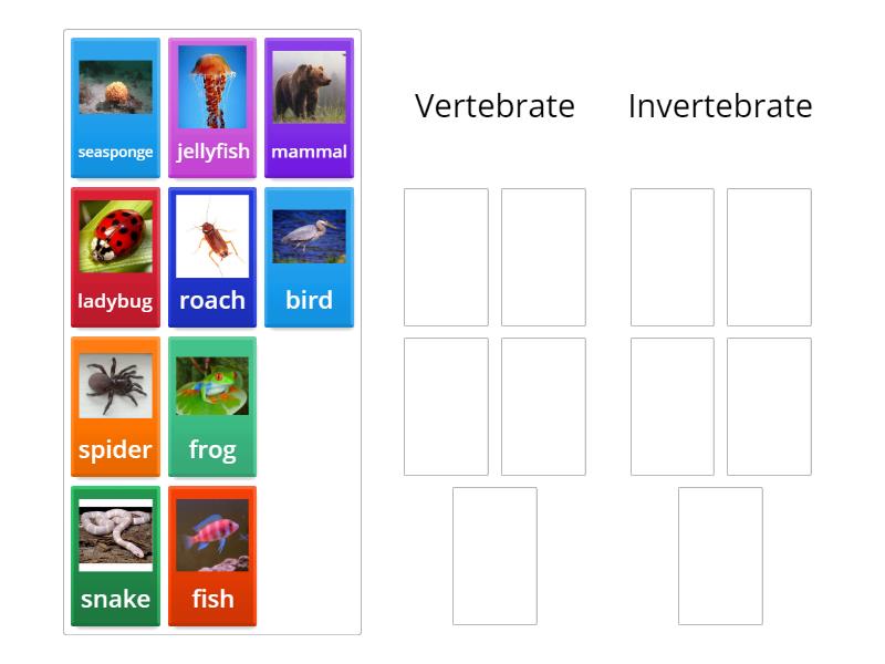 Vertebrate/Invertebrate sort lewis - Group sort