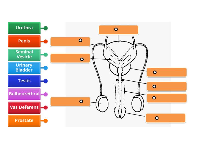 Male Anatomy - Labelled diagram