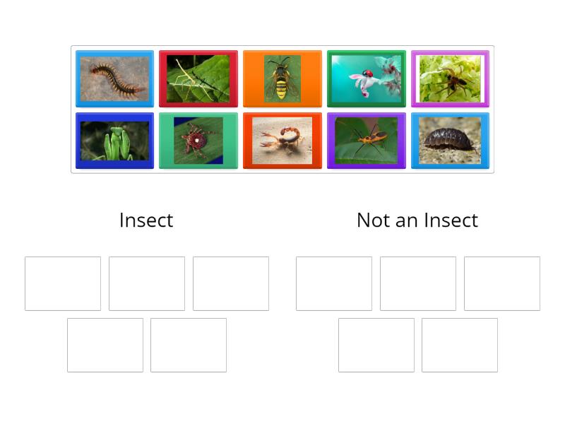 Insect or Not an Insect Sort - Group sort