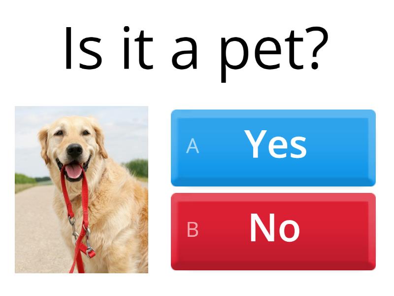 Pets or not? - Quiz