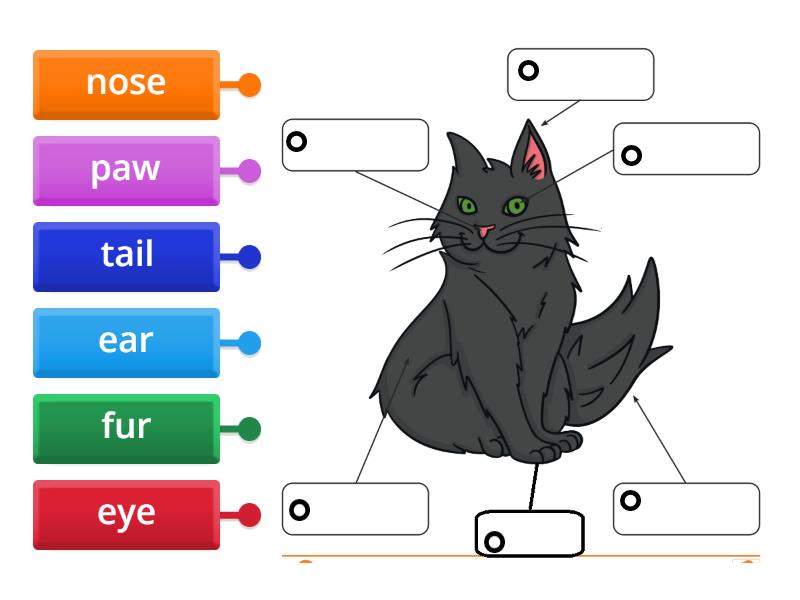 body parts_cat - Labelled diagram
