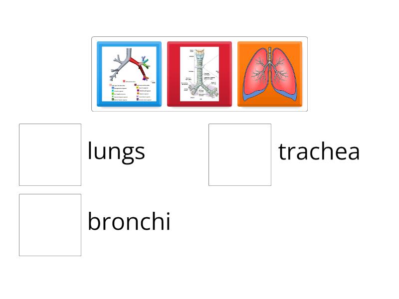Match the organs of respiratory system - Match up