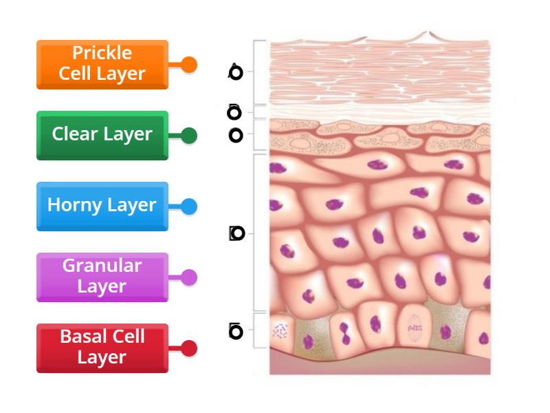 Sub Layers of the epidermis - Labelled diagram