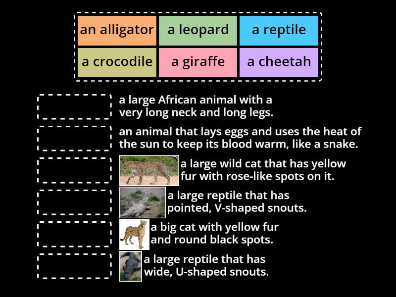 Animal Vocabulary. Match each word to its correct definition. - Match up