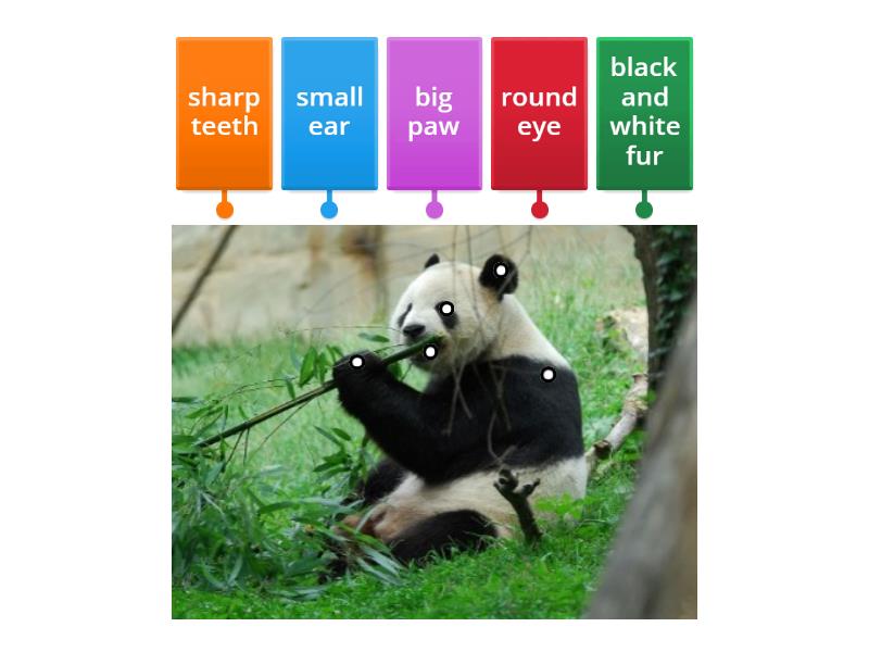 Body parts of a Panda - Diagrama con etiquetas