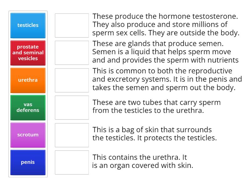 Male Reproductive System - Match up