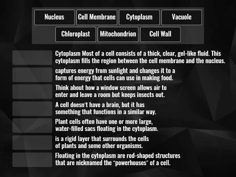Cell Organelle - Match up