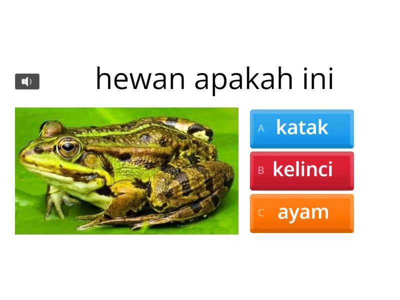 tebak gambar - Quiz