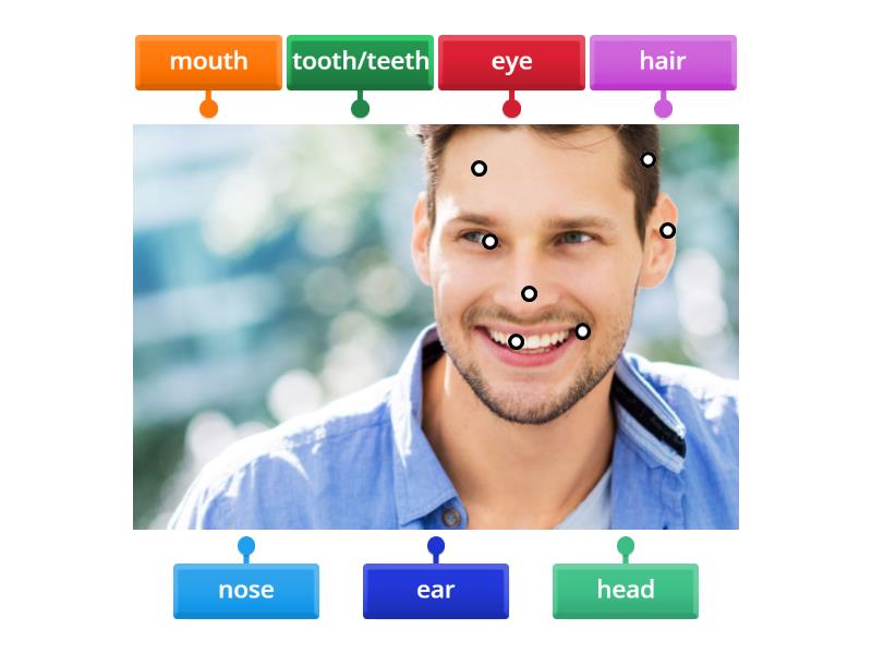 Head - Labelled diagram