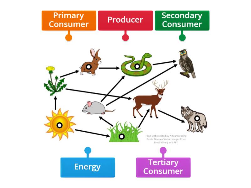 Food Web - Labelled diagram