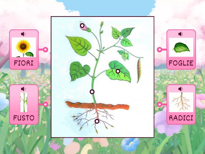 PARTI DELLA PIANTA - Labelled diagram