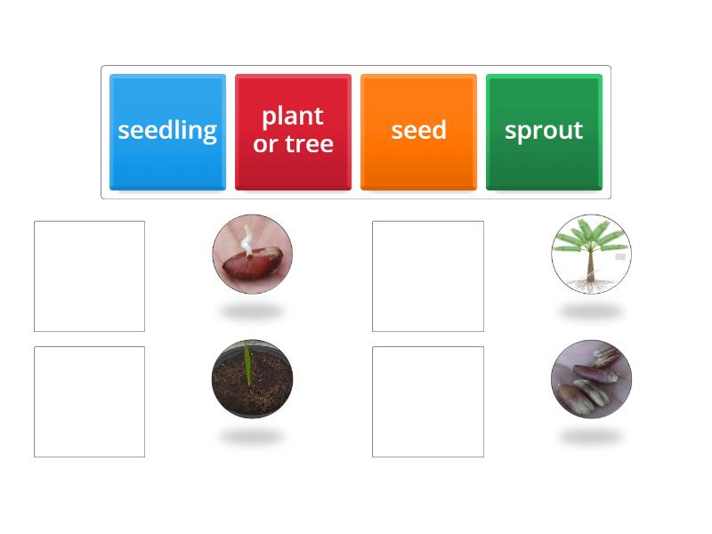 Arrange the "Life Cycle of a Plant" in order. (Palm Dates Tree) - Match up