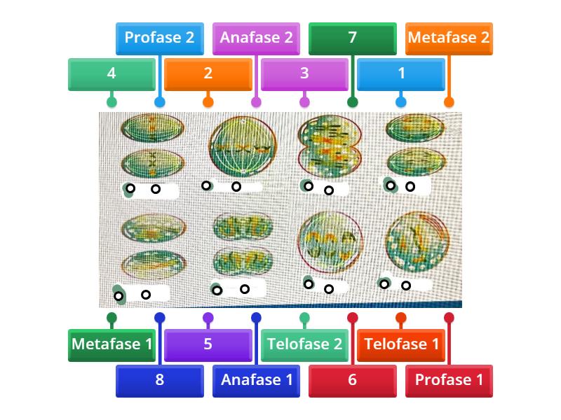 Meiosis - Labelled diagram