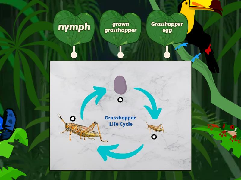 Life Cycle of a Grasshopper - Labelled diagram