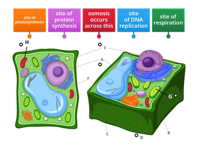 Plant cell functions - three-dimensional diagram - Labelled diagram Plant cell functions - three-dimensional diagram - Labelled diagram