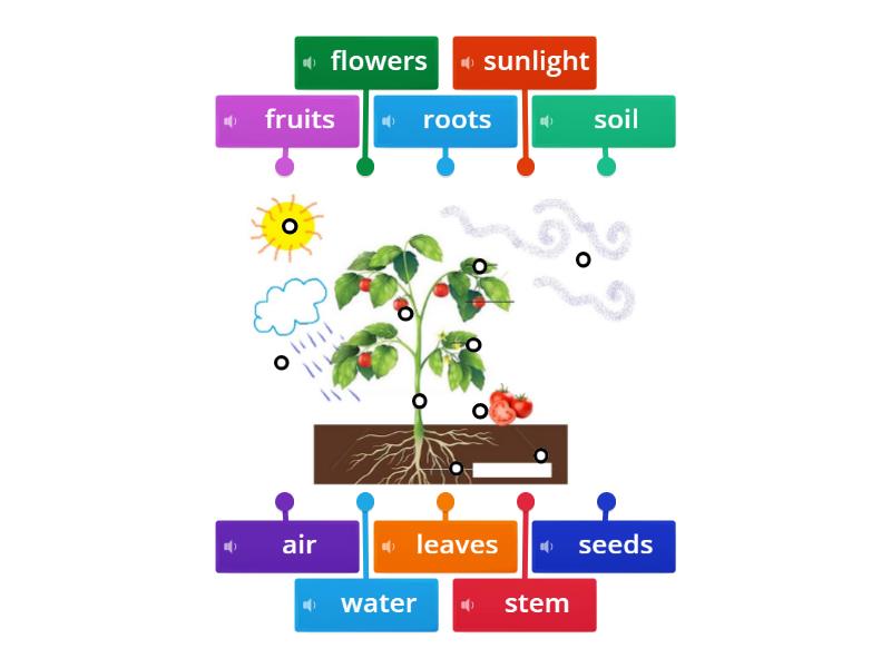 Sciences Unit 4 PLANTS: needs and parts - Labelled diagram