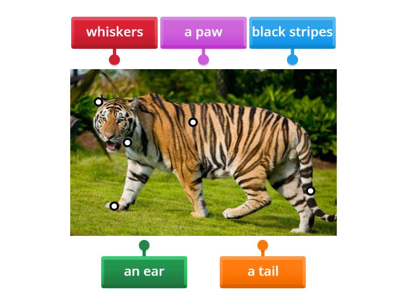 Tiger body parts - Labelled diagram
