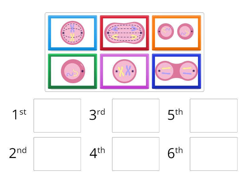 Stages of Mitosis - Rank order