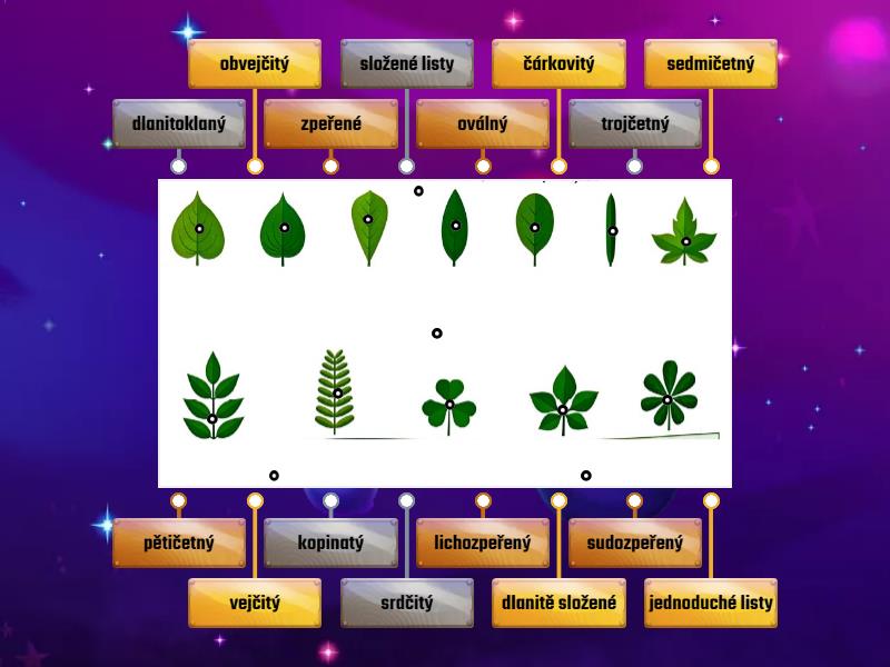 typy listů - Labelled diagram