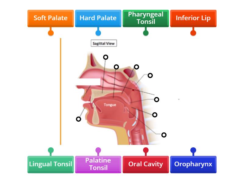 Oral Cavity: Sagittal View - Labelled diagram