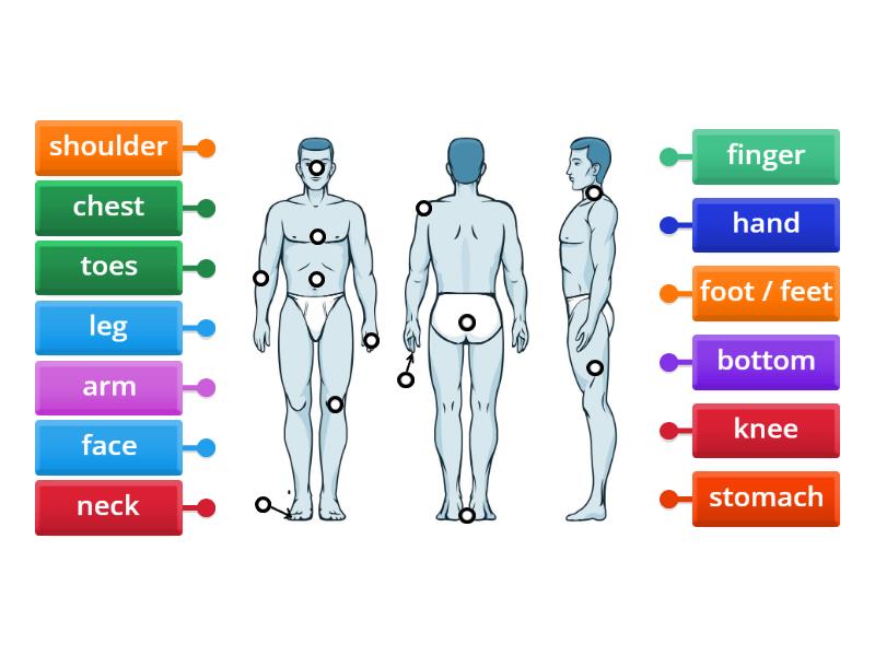 Human body (no face) - Labelled diagram