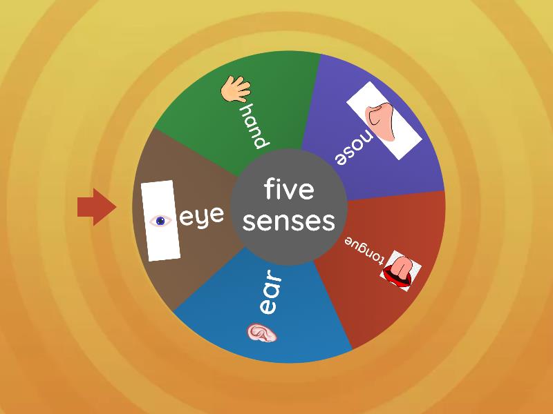 5 senses - Spin the wheel