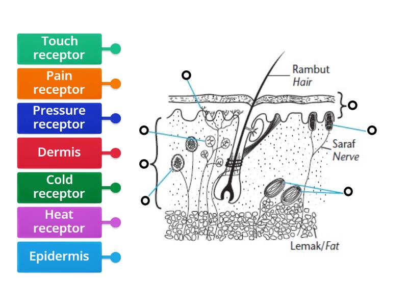 Skin Structure - Labelled diagram